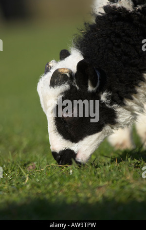 Sheep lamb with black and white spots on a grassy field Stock Photo - Alamy