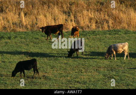 500-600 LB CROSSBRED BEEF CATTLE / TEXAS Stock Photo - Alamy