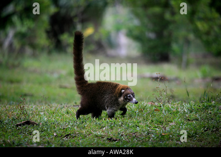 Panama wildlife with a white-nosed coati, Nasua narica, in the ...