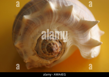 Background of seashell close-up macro in neon light . Mollusk seashell ...