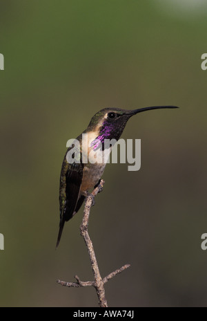Lucifer Hummingbird Calothorax lucifer Stock Photo - Alamy
