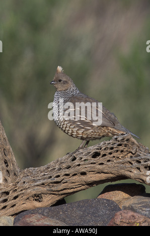 Scaled Quail Callipepla squamata on cholla cactus skeleton Stock Photo ...