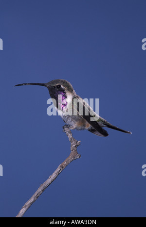 Lucifer Hummingbird Calothorax lucifer Stock Photo - Alamy