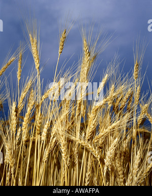 Close up of the grains of Hard Red wheat growing in a farmer's field ...