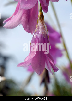 Angel's Fishing Rod (trichorhizum Stock Photo - Alamy