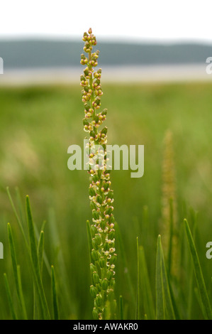 Sea Arrowgrass - Triglochin maritima Stock Photo - Alamy