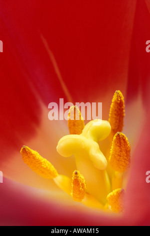 A closeup of a beautiful red tulip flower on a black background Stock ...