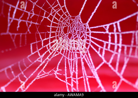 Red letter box and spider web Stock Photo - Alamy