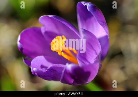 Violet crocus flower head detail. Early spring plant of iris family ...