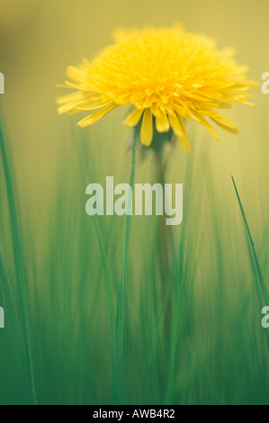 Close-up of dandelion growing outdoors Stock Photo - Alamy