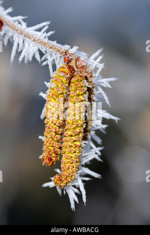 Flowering Common Hazel covered with ice crystals, Switzerland Stock ...