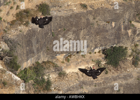 A pair of California condor (Gymnogyps californianus) soaring, their ...