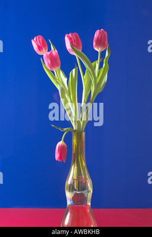 Close up of colorful tulips in a field featuring various colors, and ...