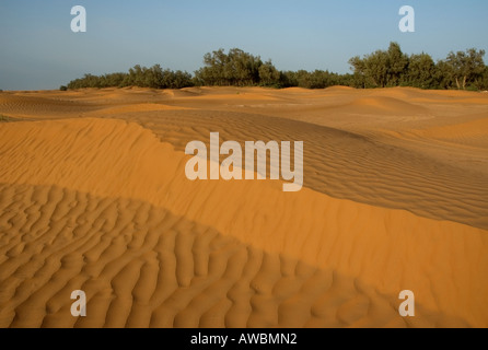 View of the Ksar Ghilane oasis from the Sahara desert in south Tunisia ...