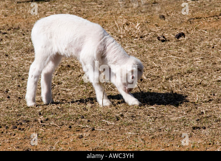 A new lamb in late February. Kansas, USA Stock Photo - Alamy