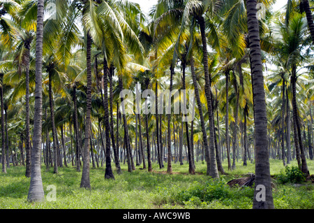 COCONUT FARMS ON TAMIL NADU PLAINS AT CUMBUM NEAR KUMILY THEKKADY Stock ...