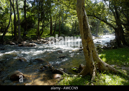 CHINNAR RIVER INSIDE CHINNAR WILDLIFE SANCTUARY FLOWING TOWARDS TAMIL ...