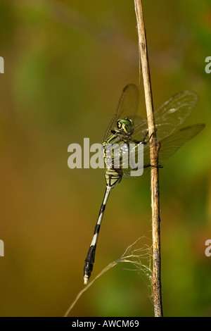 Dragon fly insect Stock Photo - Alamy