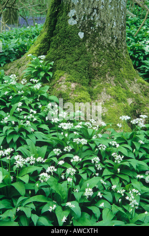 Wild garlic around tree trunk, bokeh bg. Lower Wood NWT, May 2021 Stock ...