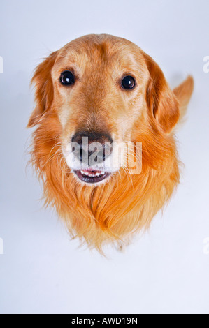 Cute maroon puppy Stock Photo - Alamy