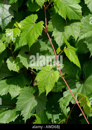 Riverbank grape (Vitis riparia) vine among tree-of-heaven (Ailanthus ...