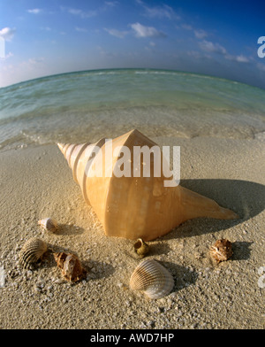 A closeup of mussels on a sandy beach in sunlight Stock Photo - Alamy