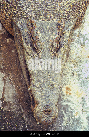 White caiman. Madre de Dios river, Amazon, Peru Stock Photo - Alamy