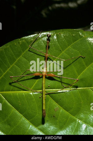 Jumping Stick (Apioscelis sp Stock Photo - Alamy