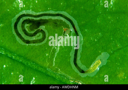 Citrus leafminer Phyllocnistis citrella larva in leaf mine in lemon ...