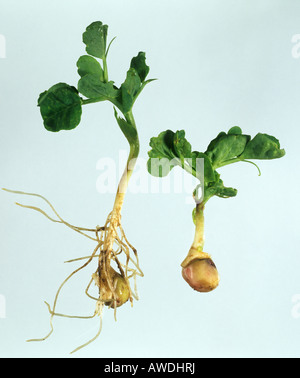 Sampled pea plants with damage to roots by stubby root knot nematode ...