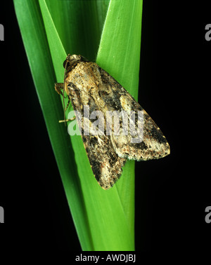 African armyworm Spodoptera exempta on damaged maize or corn leaves ...