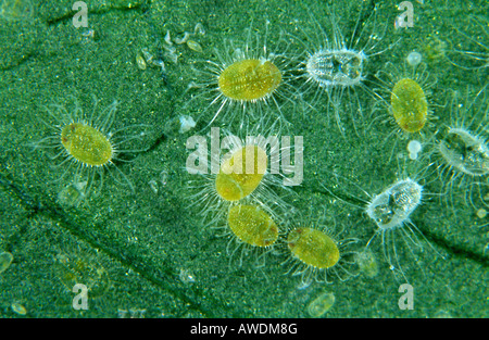 Castor whitefly Trialeurodes ricini eggs and scales crawlers larvae on ...