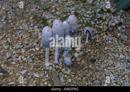 wild mushroom Coprin chevelus Coprinus Coprinus insignis eatable Stock ...