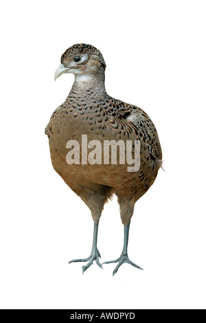 Pheasant detail cut out Stock Photo - Alamy