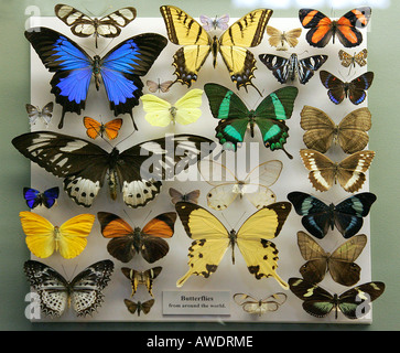 butterflies collection varied colorful butterfly rows isolated on white ...