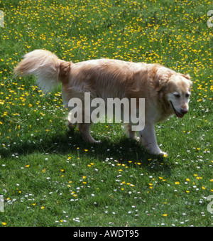 ANIMALS. GOLDEN RETRIEVER DOG. ( SALLY Stock Photo - Alamy