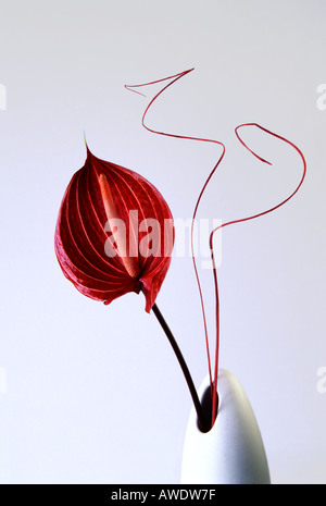 Anthurium, flamingo red flower in close-up view Stock Photo - Alamy