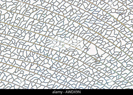 Leaf skeletonized by insects and decay Peruvian rainforest Stock Photo ...