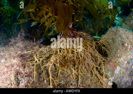 The holdfast is the root system anchoring giant kelp, Macrocystis ...
