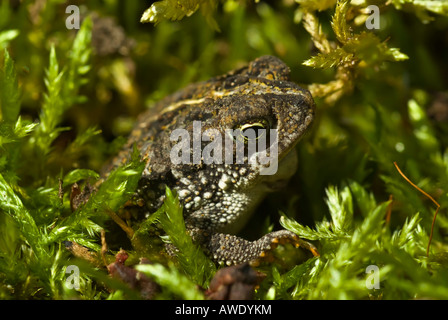 Oak toad - Bufo quercicus Stock Photo - Alamy