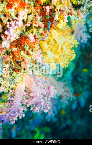 Yellow tree coral (Dendronephthya) in the middle of a lively reef, dive ...