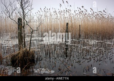 wetlands on the shore of Lough MacNean on a cold February morning, near ...