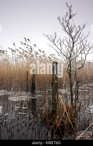 wetlands on the shore of Lough MacNean on a cold February morning, near ...