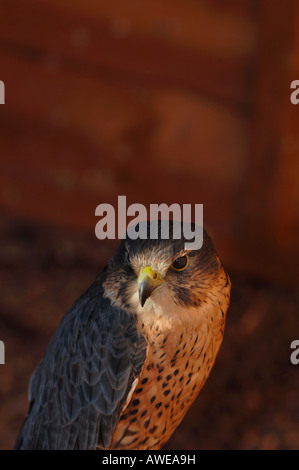 Portrait Of A Perlin Bird Of Prey,Which Is The Result Of A Merlin ...