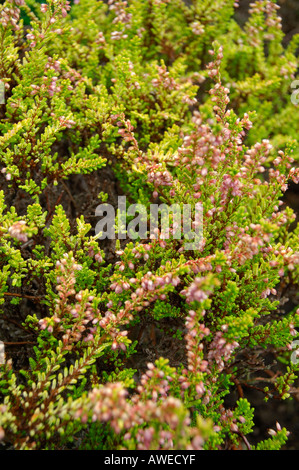 Broom common heather (Calluna vulgaris), true reindeer lichen (Cladonia ...