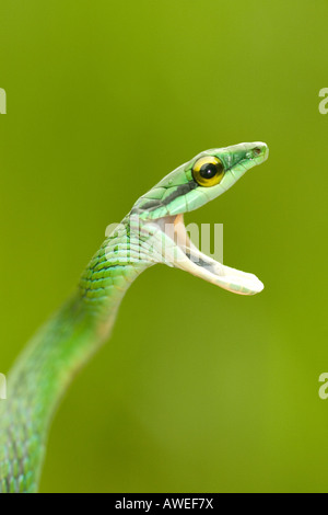 Giant Green Parrot snake ( Leptophis ahaetulla ) , Panama Stock Photo ...