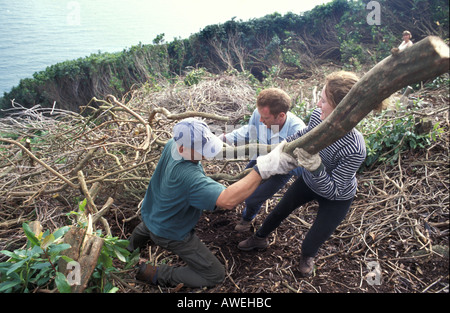 Rhododendrons an invasive alien species being removed and burnt by ...