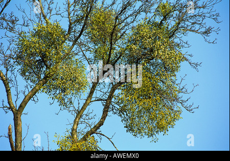 Green Mistletoes on a tree. Viscum album is a hemiparasite native to ...