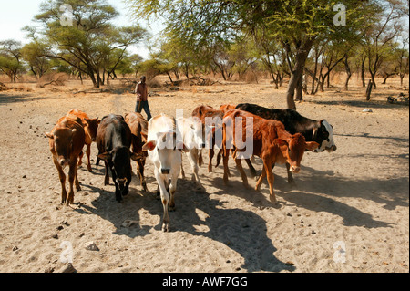 Cattle herd, Cattlepost Bothatoga, Botswana, Africa Stock Photo - Alamy