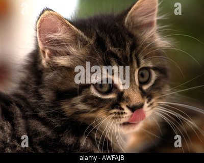 Seven Week Old Tabby Kitten Laying Down Stock Photo - Alamy